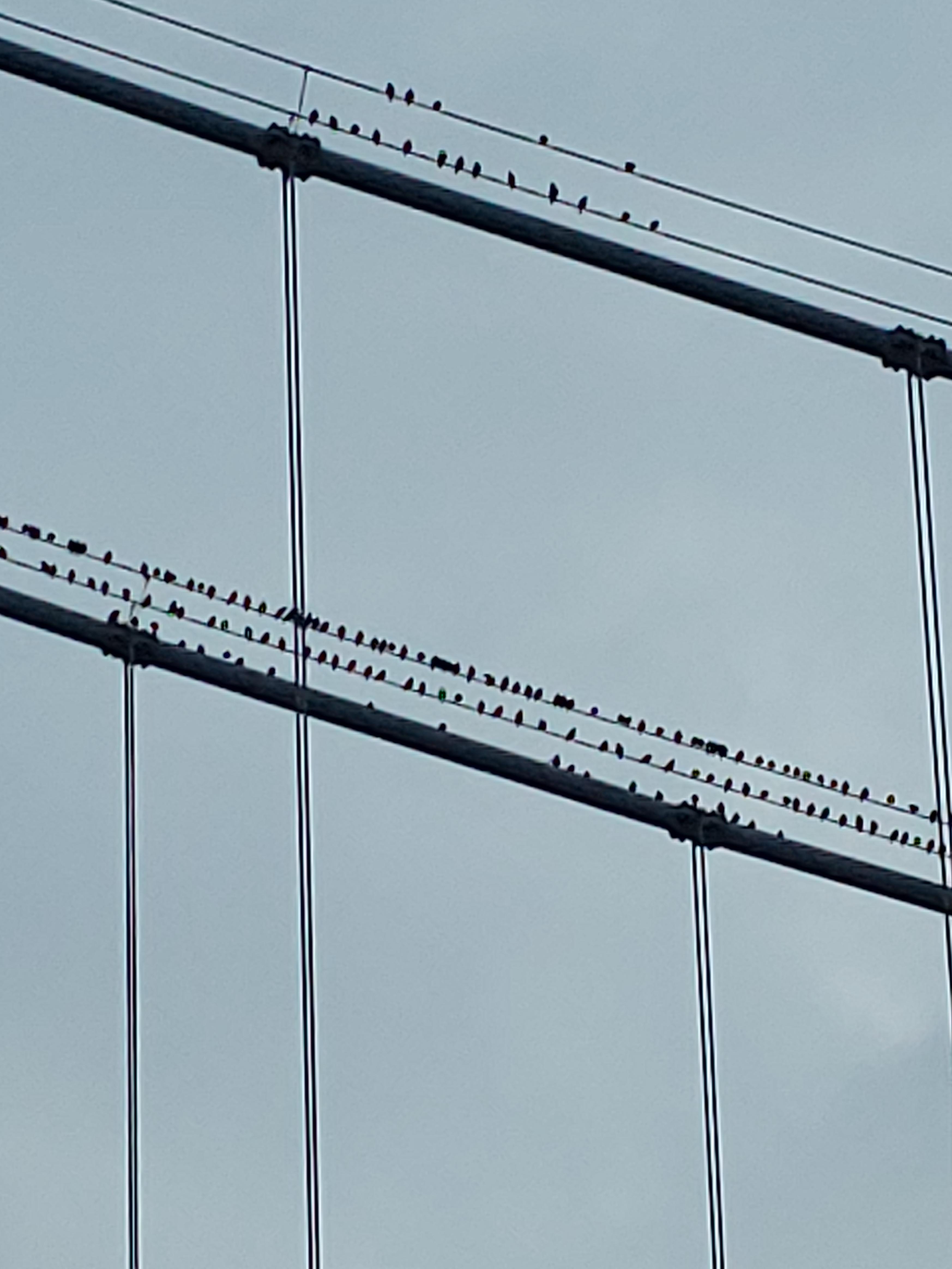 Birds on a wire | the Rondout Rower